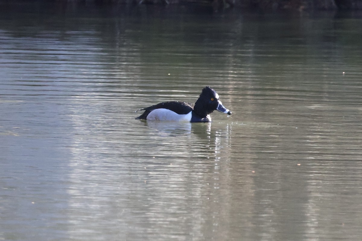 eBird Checklist - 27 Mar 2025 - Prospect Park - 52 species