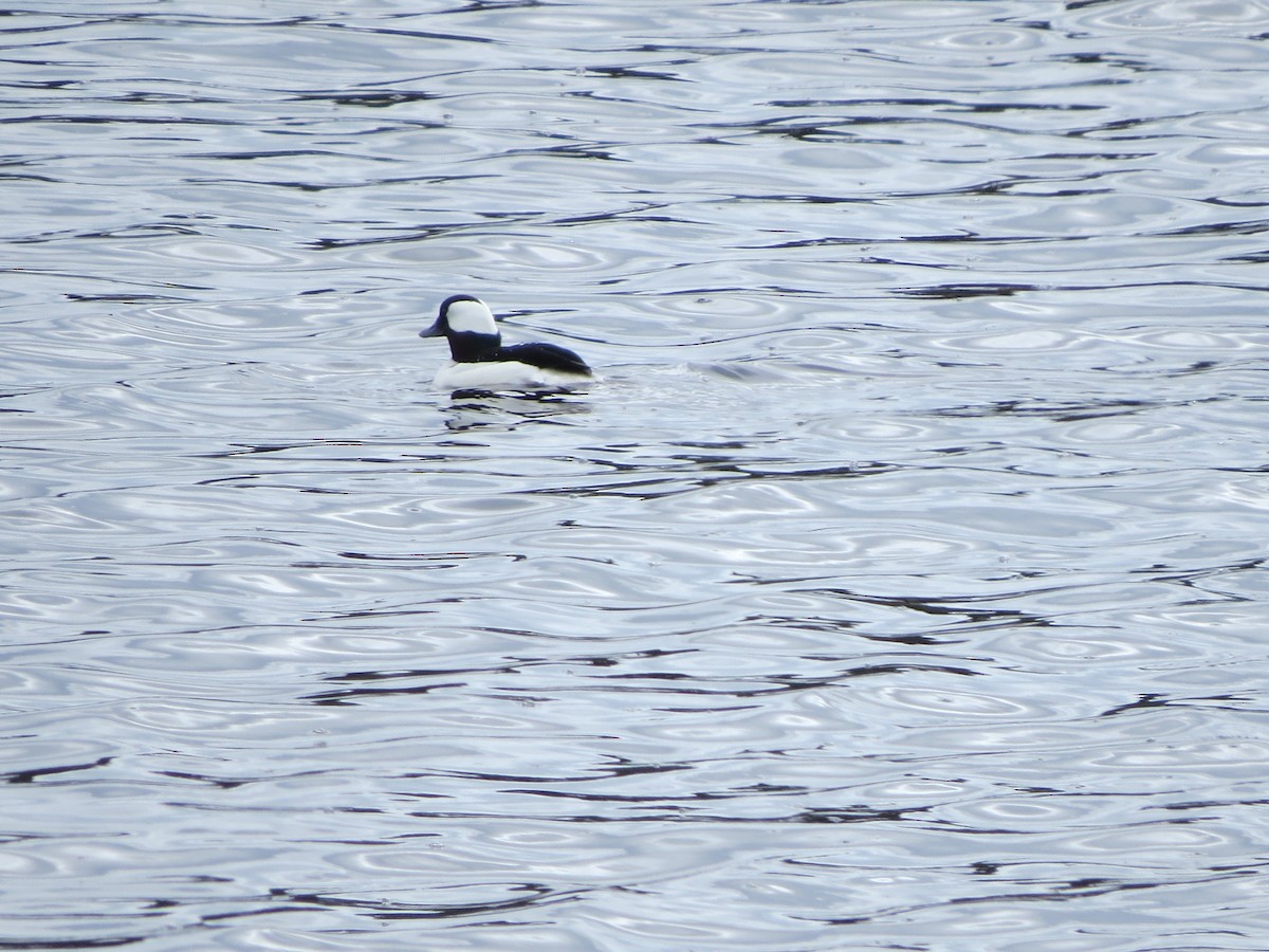 eBird Checklist - 27 Mar 2025 - Rt. 1A Wooden Bridge, Rye - 7 species