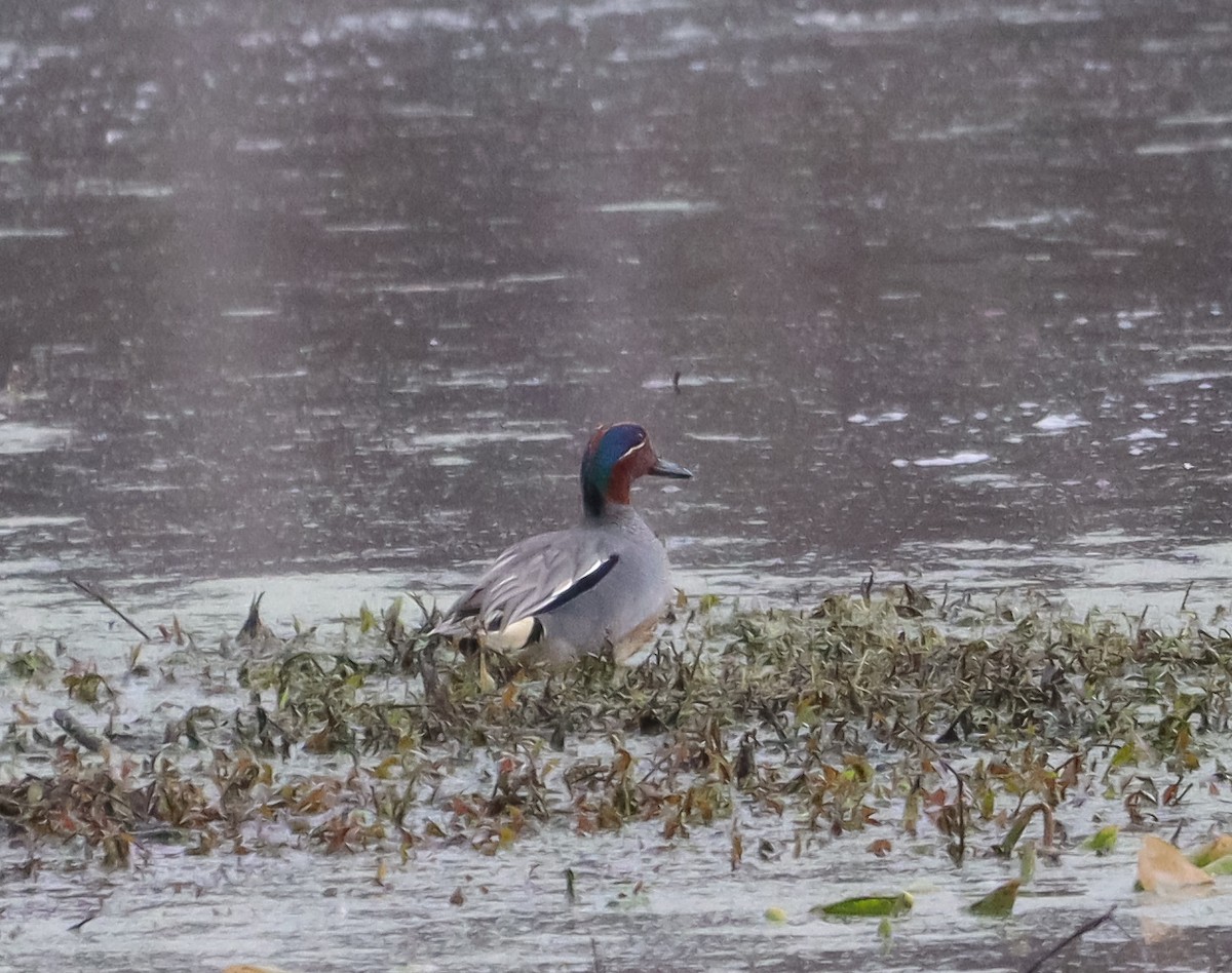eBird Checklist - 27 Mar 2025 - Killbuck Marsh Wildlife Area--Willow Rd ...