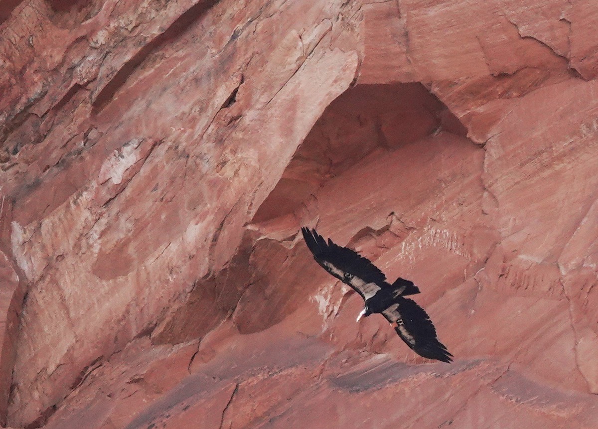ML632775928 - California Condor - Macaulay Library