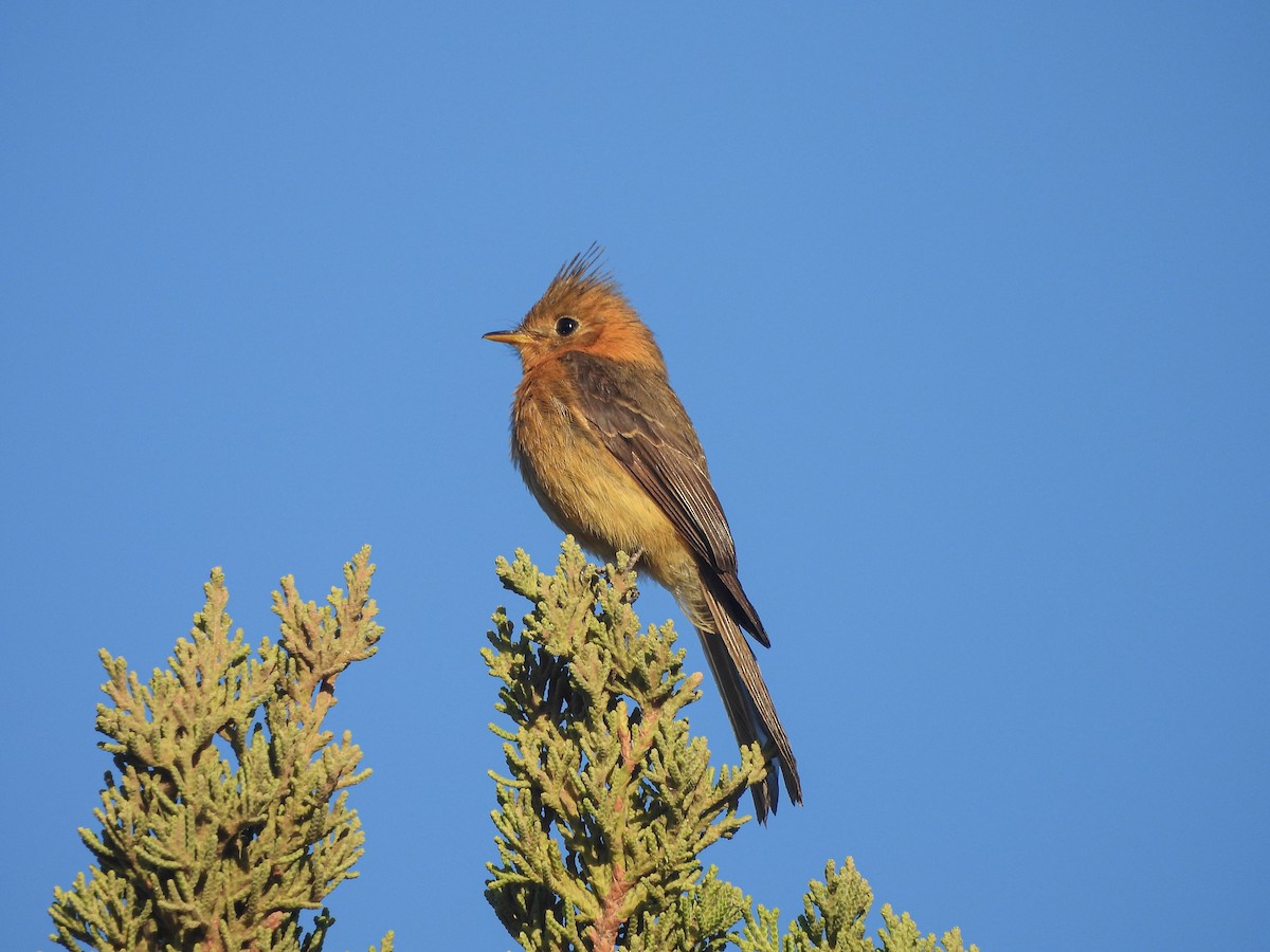 ML632792860 - Tufted Flycatcher (Mexican) - Macaulay Library