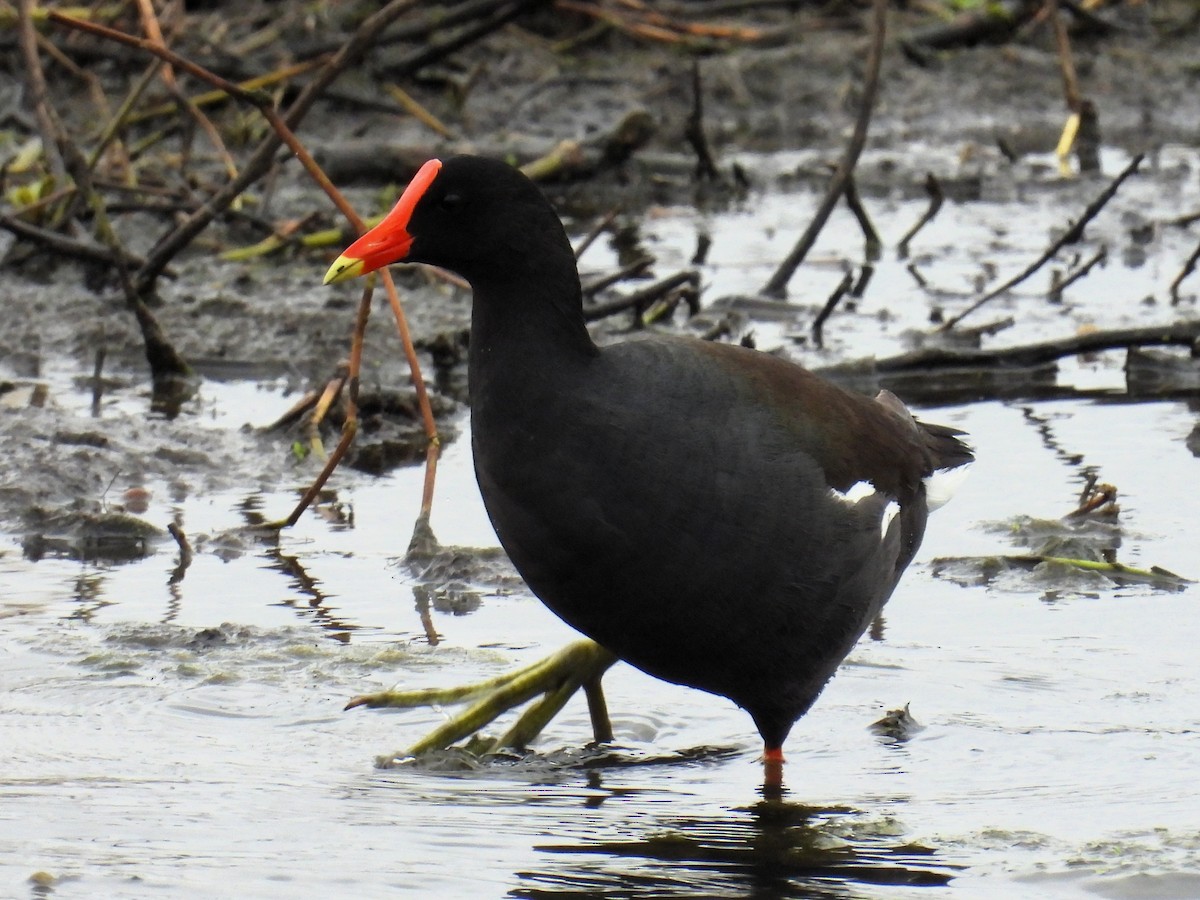 ML632793170 - Common Gallinule - Macaulay Library