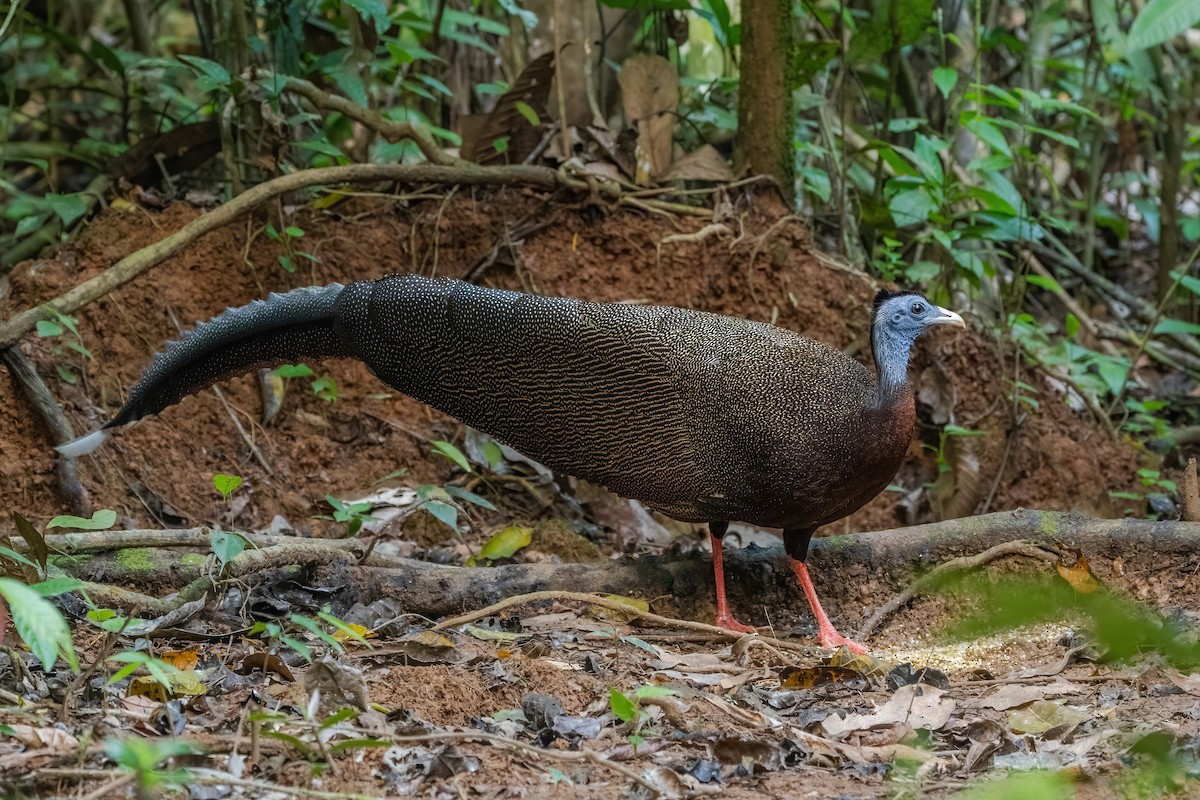 ML632794788 - Great Argus - Macaulay Library
