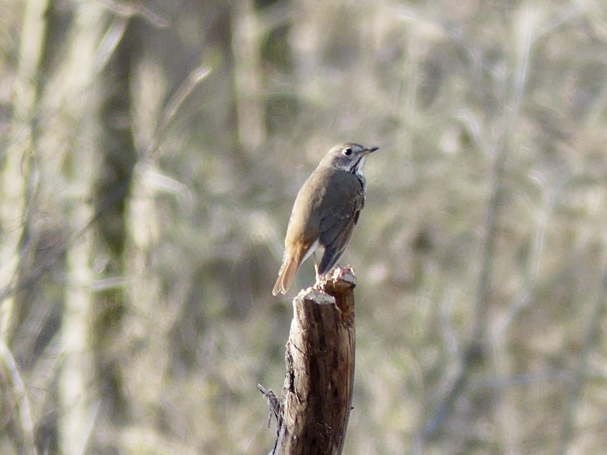 eBird Checklist - 28 Mar 2025 - Big Rivers WMA & State Forest (Union Co ...