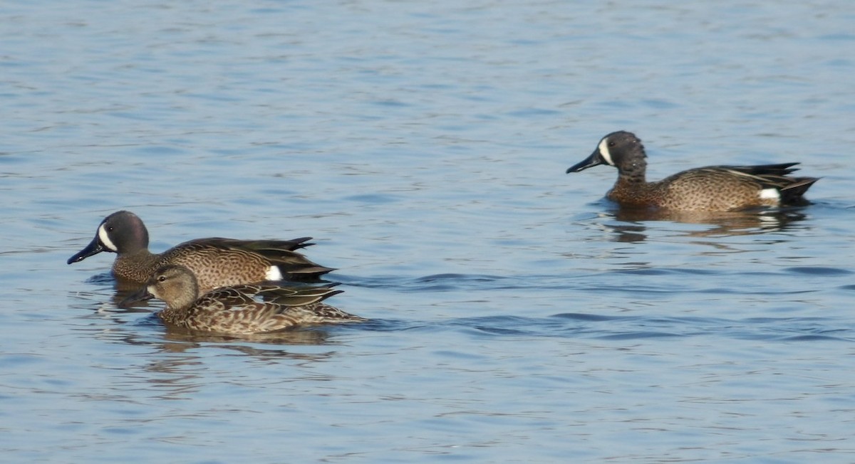 eBird Checklist - 28 Mar 2025 - John Heinz NWR--impoundment (Philadelphia Co.) - 45 species