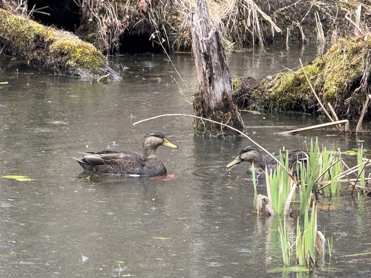 eBird Checklist - 28 Mar 2025 - Cuyahoga Valley NP--Ira Rd. Beaver ...