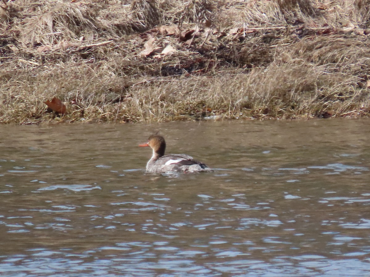 eBird Checklist - 28 Mar 2025 - Keag Bridge - 4 species
