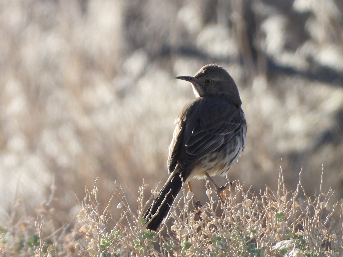 eBird Checklist - 27 Mar 2025 - Edwards AFB--Division St. - 8 species