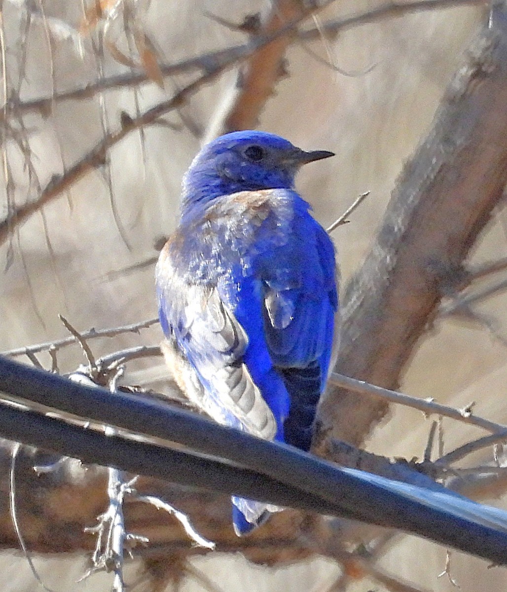 eBird Checklist - 28 Mar 2025 - York, MT - 7 species