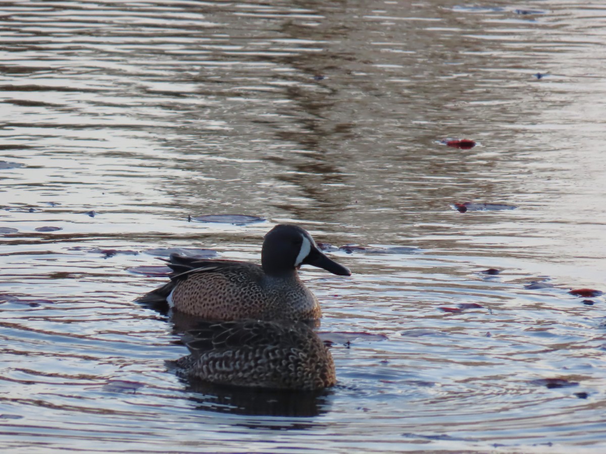 eBird Checklist - 28 Mar 2025 - Edwin B. Forsythe NWR (formerly Brig ...
