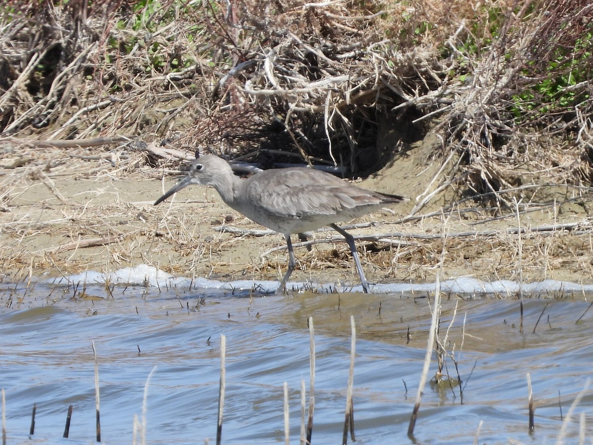 eBird Checklist - 27 Mar 2025 - Piute Ponds (permit required) - 52 species