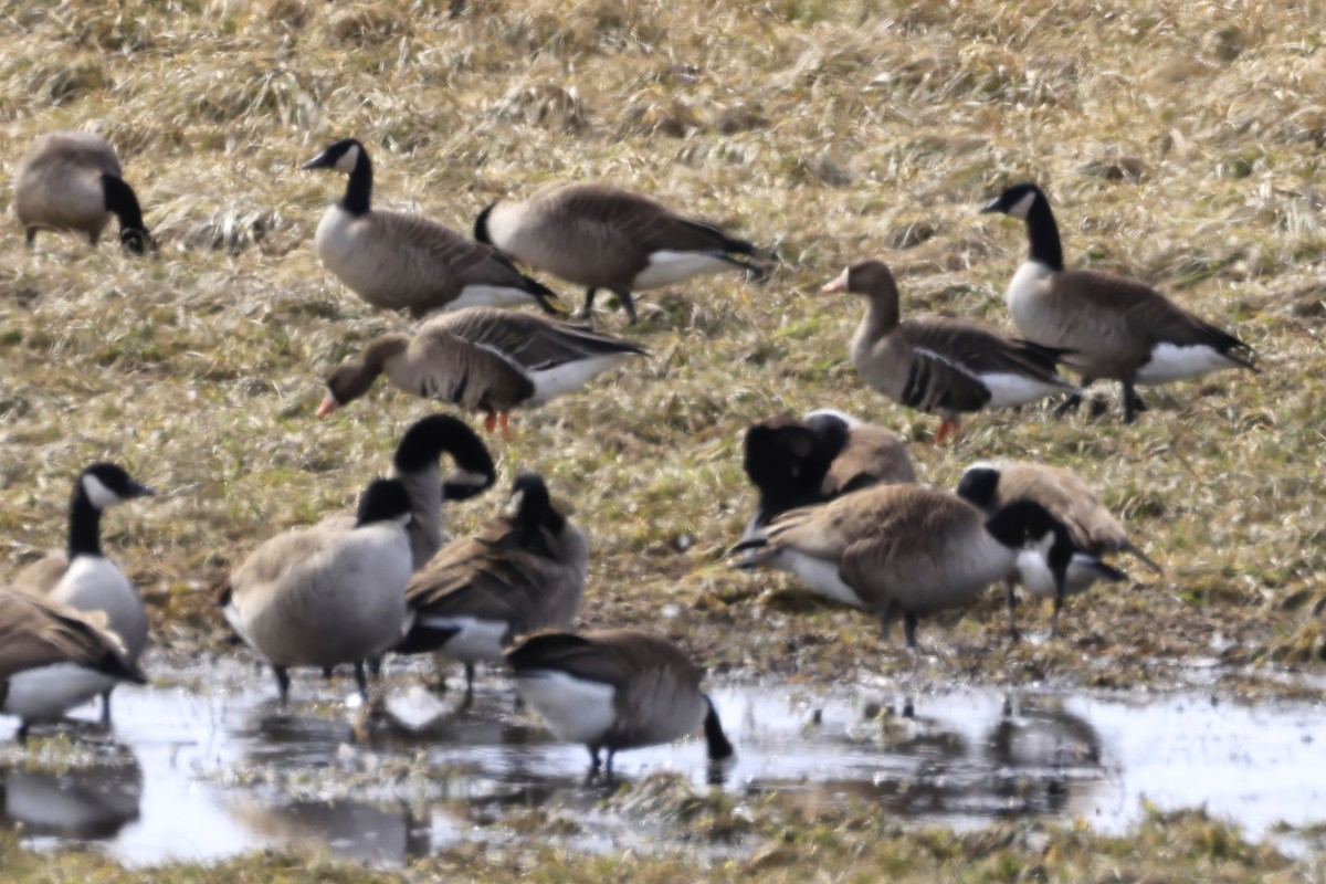 eBird Checklist - 28 Mar 2025 - Université McGill--Campus Macdonald ...