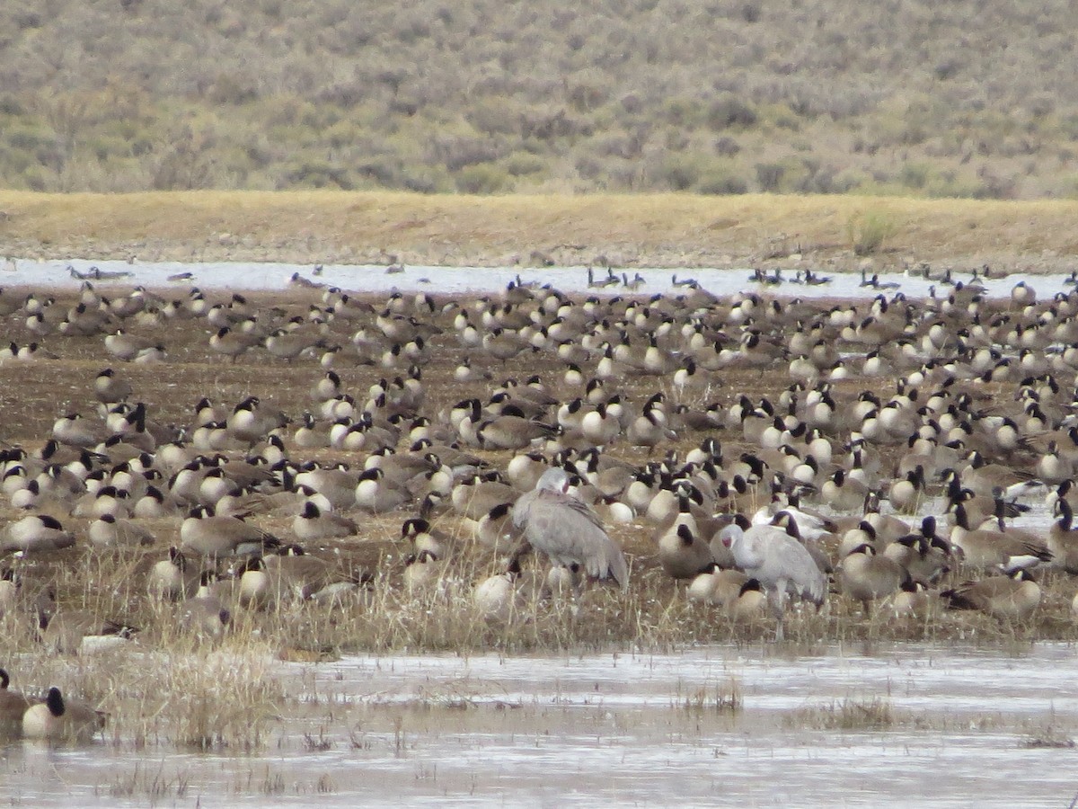eBird Checklist - 28 Mar 2025 - Monte Vista NWR - 23 species