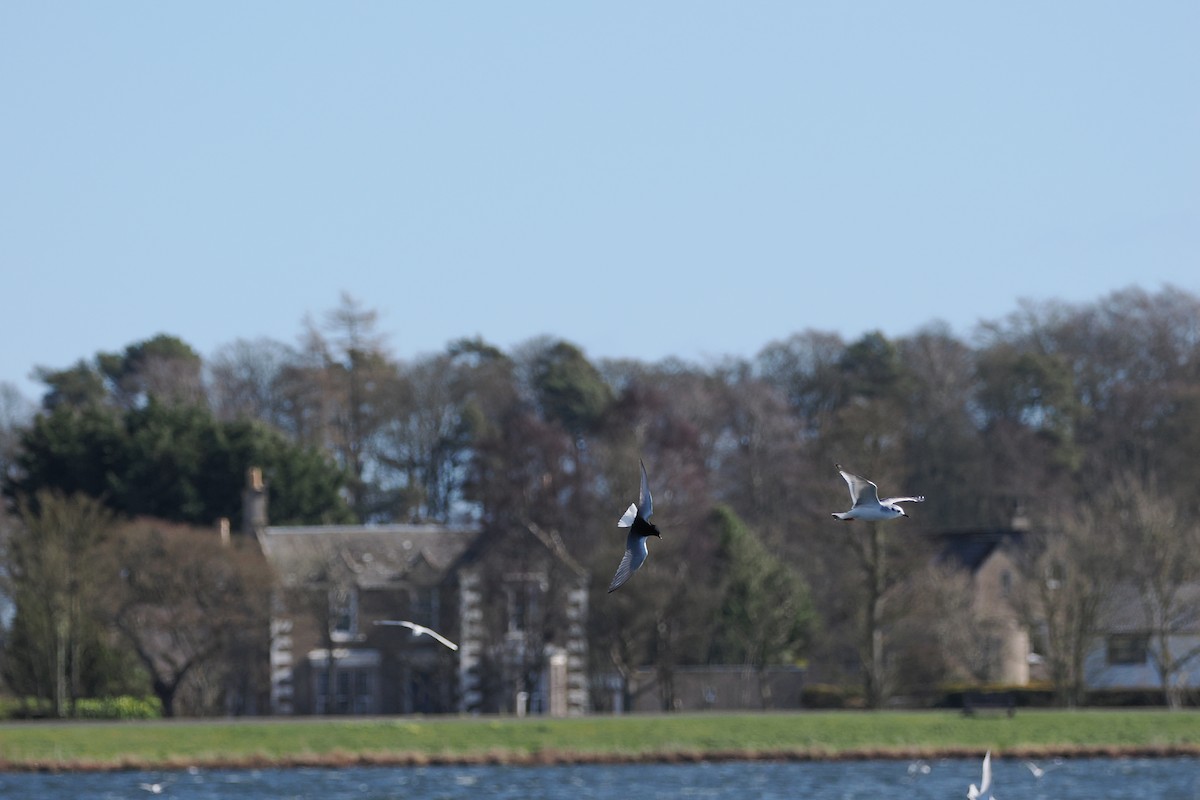 eBird Checklist - 28 Mar 2025 - Monikie Country Park - 2 species