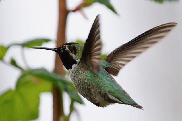 eBird Checklist - 28 Mar 2025 - Smith and Bybee Lakes--Wetland ...