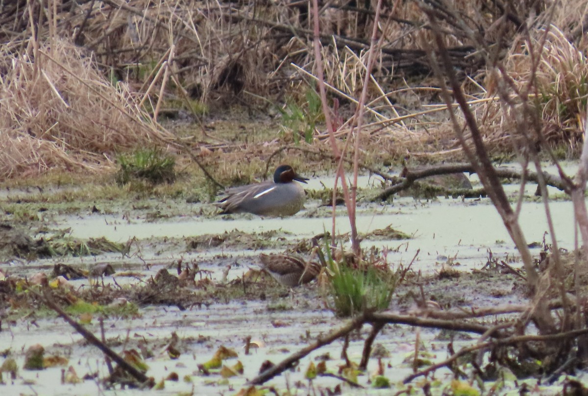 eBird Checklist - 28 Mar 2025 - Killbuck Marsh Wildlife Area--Willow Rd ...