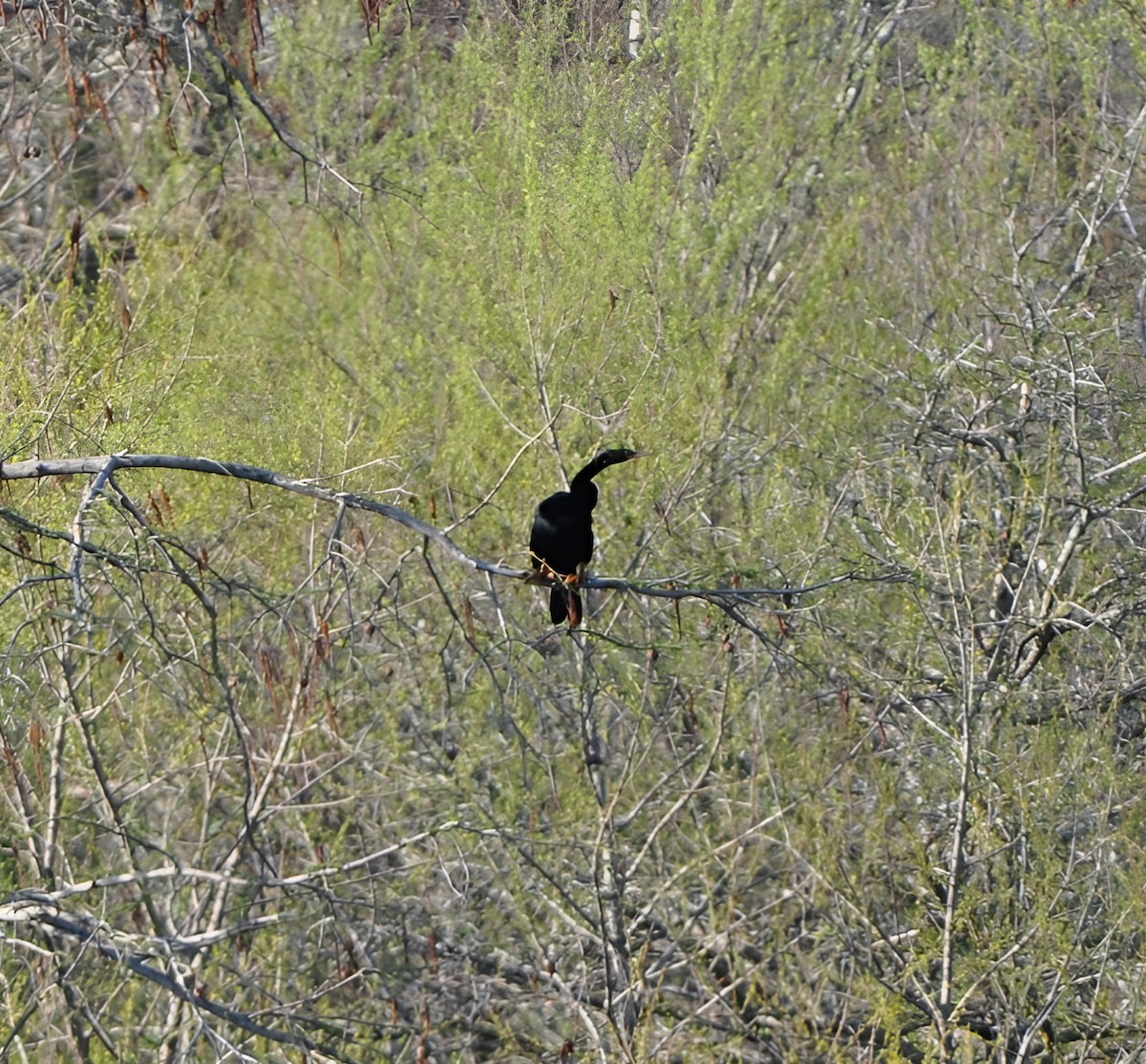 eBird Checklist - 28 Mar 2025 - Stumpy Lake - 21 species