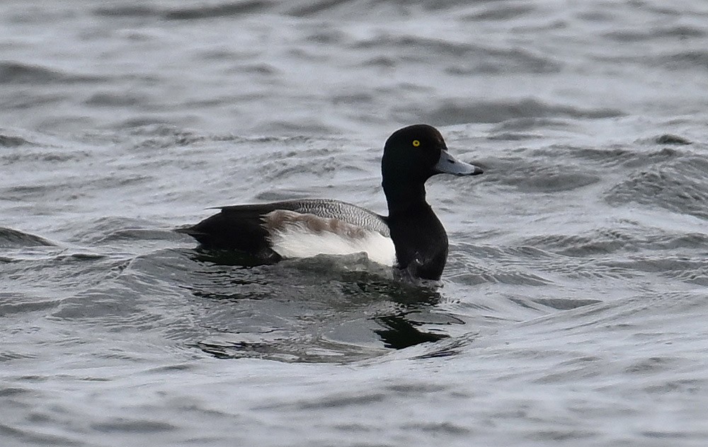 eBird Checklist - 28 Mar 2025 - Santa Rosa Sound (Watercraft Only) - 39 ...