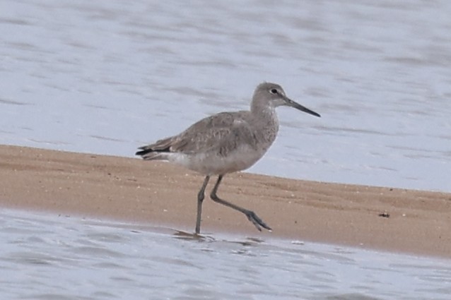 eBird Checklist - 28 Mar 2025 - Bayfront Park/Village Point (Daphne ...