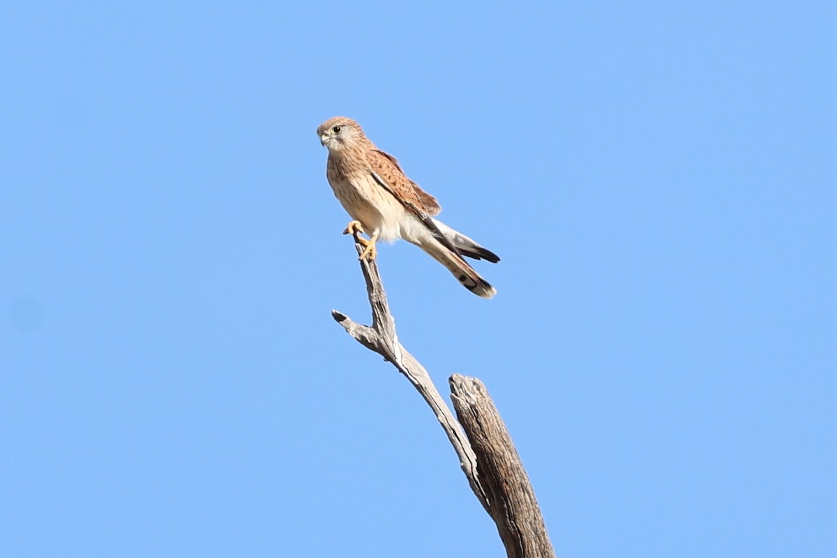 eBird Checklist - 26 Mar 2025 - Naas Road at Apollo Road - 12 species
