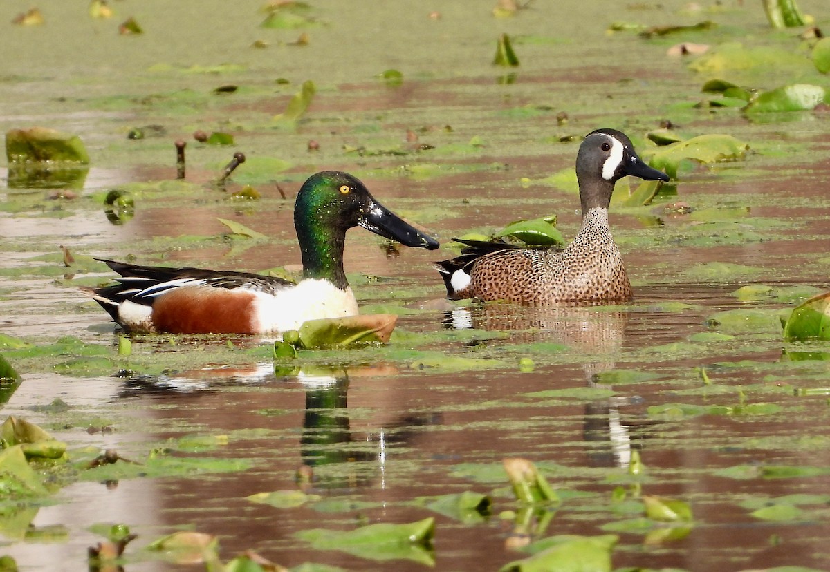 eBird Checklist - 28 Mar 2025 - Killbuck Marsh Wildlife Area--Willow Rd ...