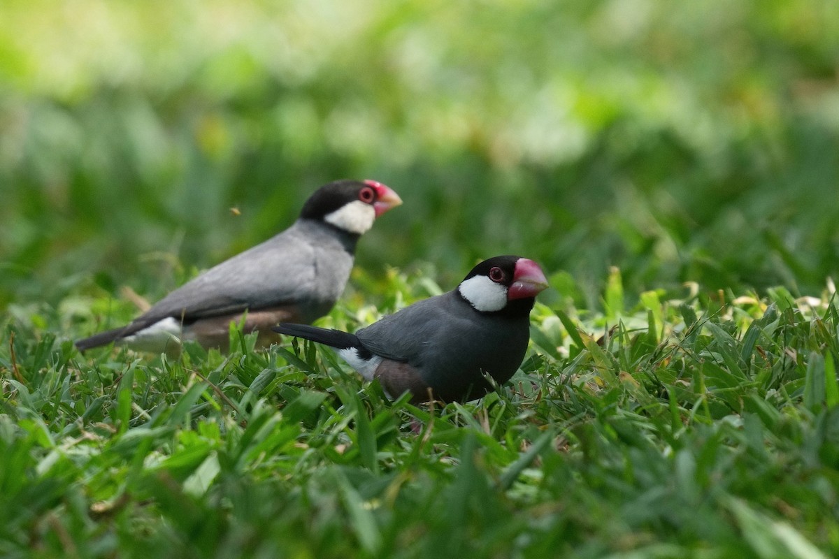 ML632829014 - Java Sparrow - Macaulay Library