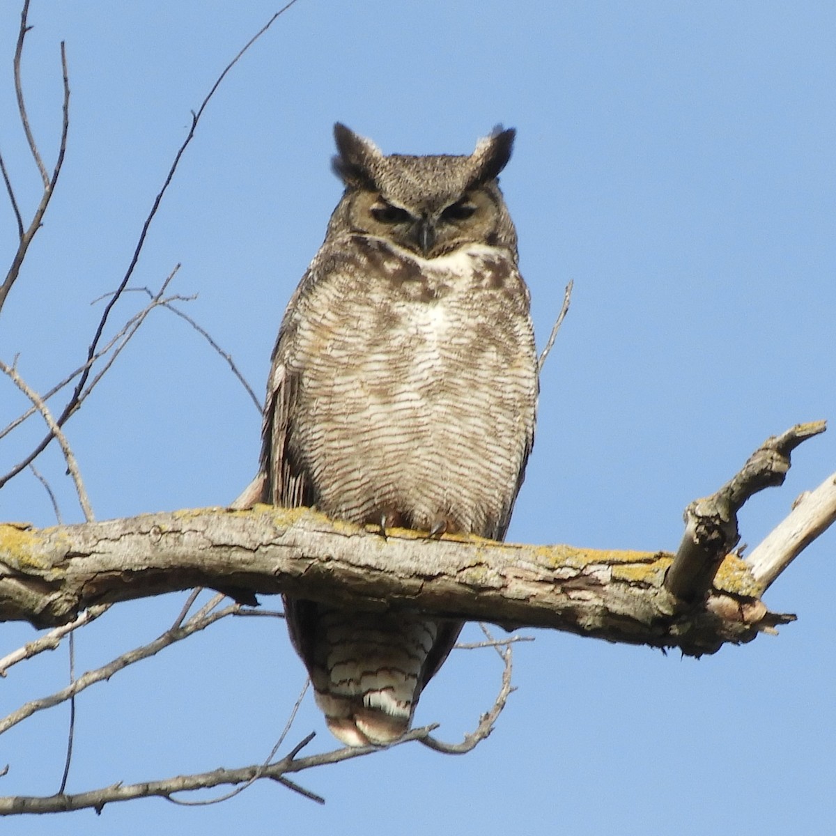eBird Checklist - 28 Mar 2025 - Dos Rios Ranch Preserve (entire future ...