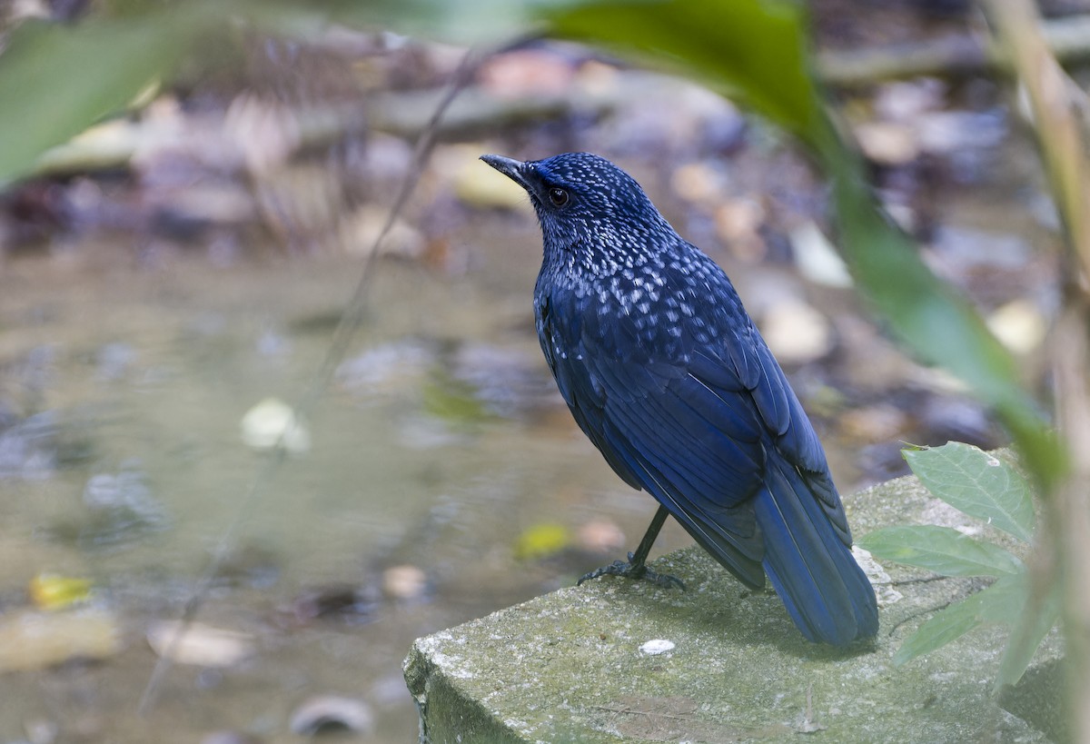 ML632834784 - Blue Whistling-Thrush - Macaulay Library