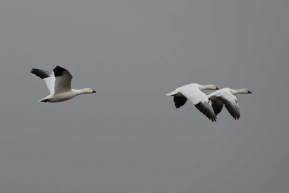 ML632838584 - Snow Goose - Macaulay Library