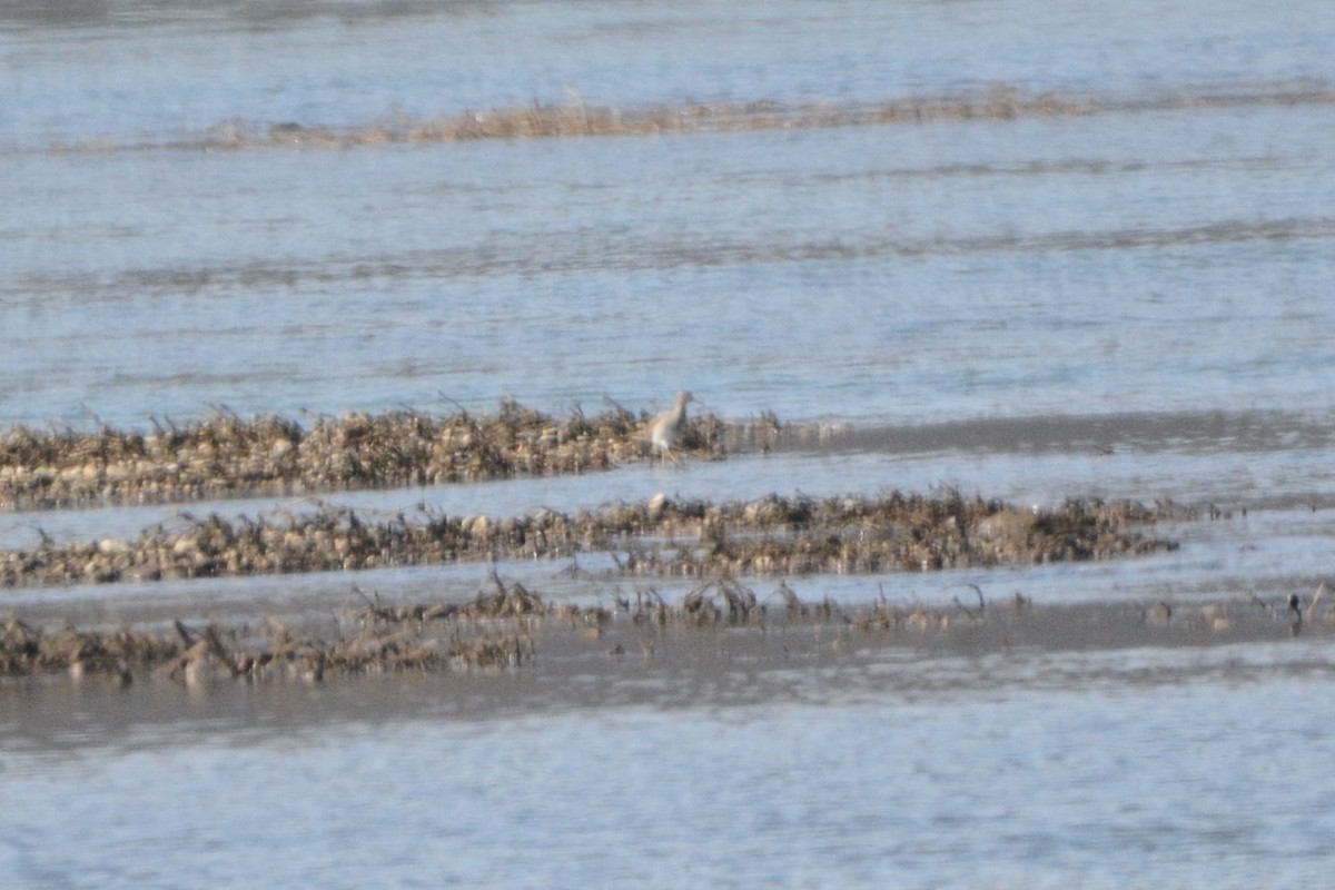 eBird Checklist - 29 Mar 2025 - Conowingo Park - 32 species