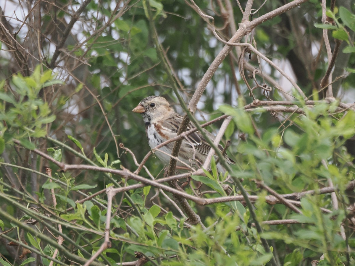 ML632846611 - Harris's Sparrow - Macaulay Library