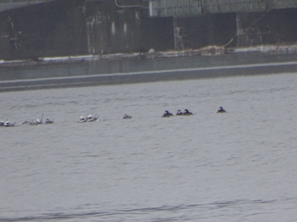 eBird Checklist - 29 Mar 2025 - Wilder Dam--boat ramp - 27 species