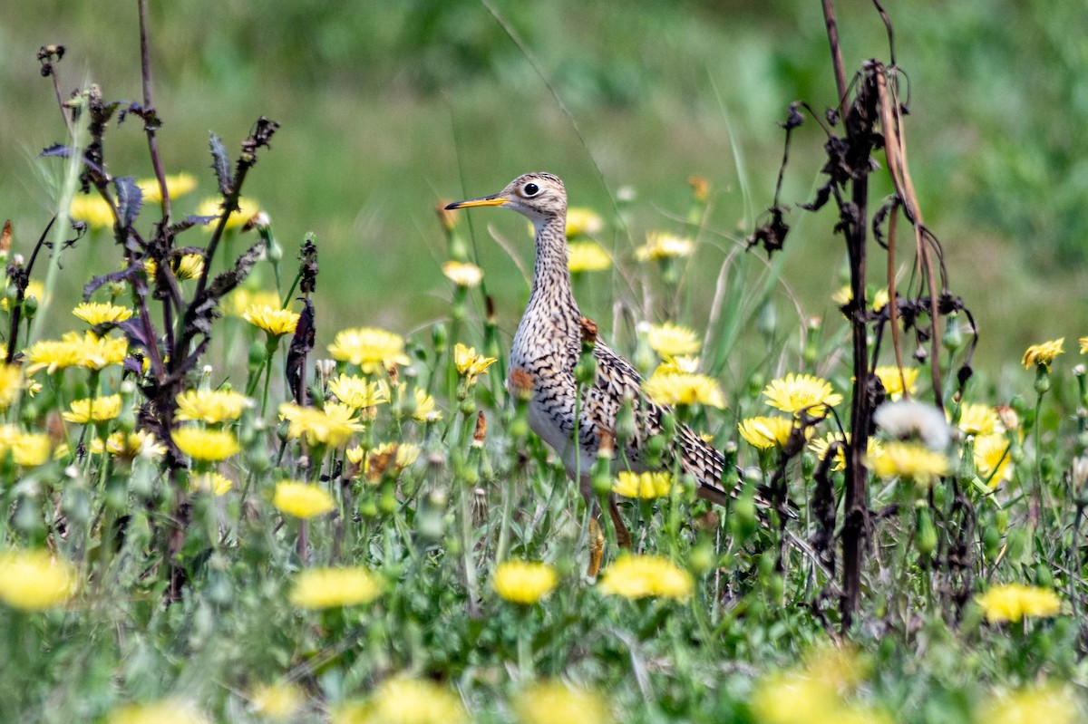 eBird Checklist - 29 Mar 2025 - Ellington Field - 6 species
