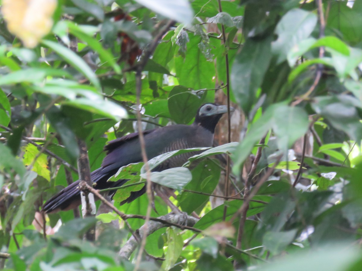 eBird Checklist - 24 Nov 2024 - Resang River - 6 species