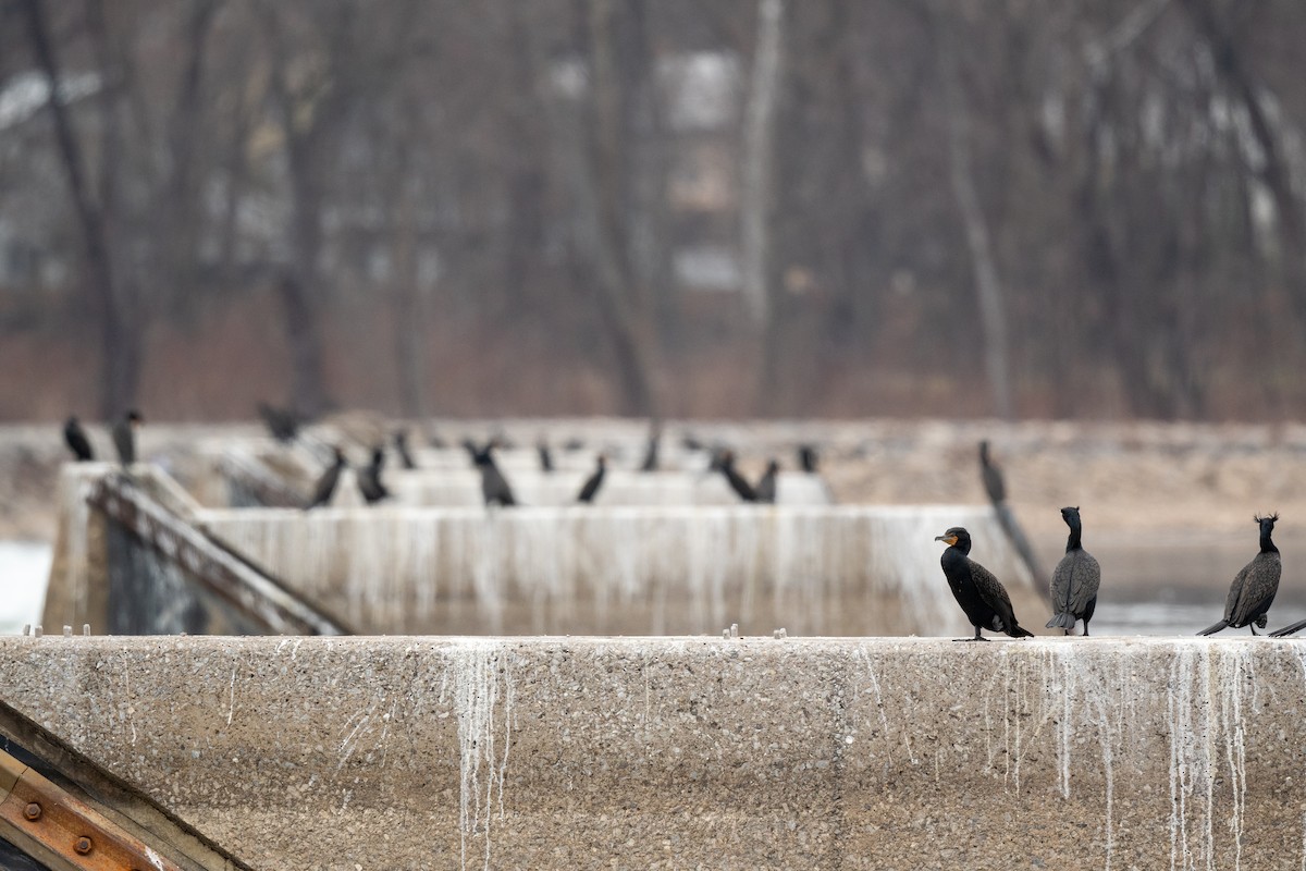 Pennsylvania Bird Atlas Checklist - 28 Mar 2025 - Adam T. Bower ...