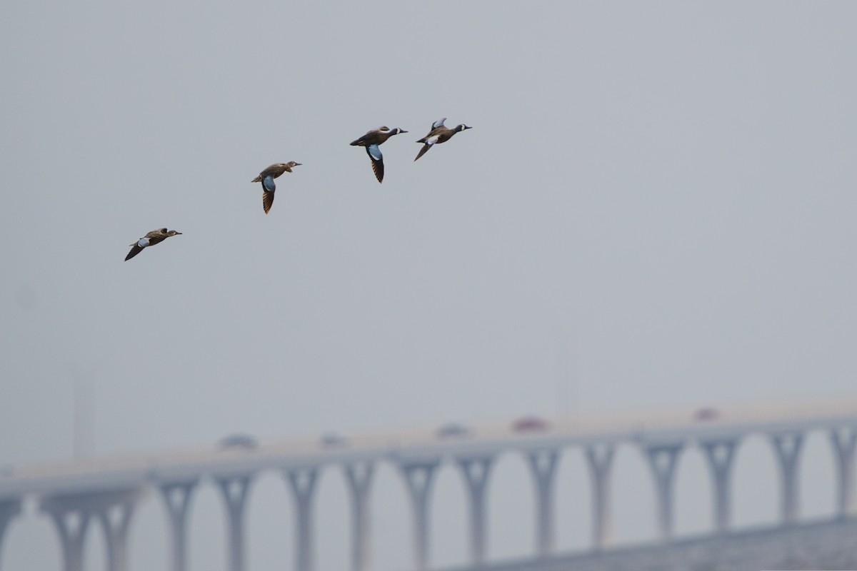 eBird Checklist - 28 Mar 2025 - Santa Rosa Sound (Watercraft Only) - 46 ...