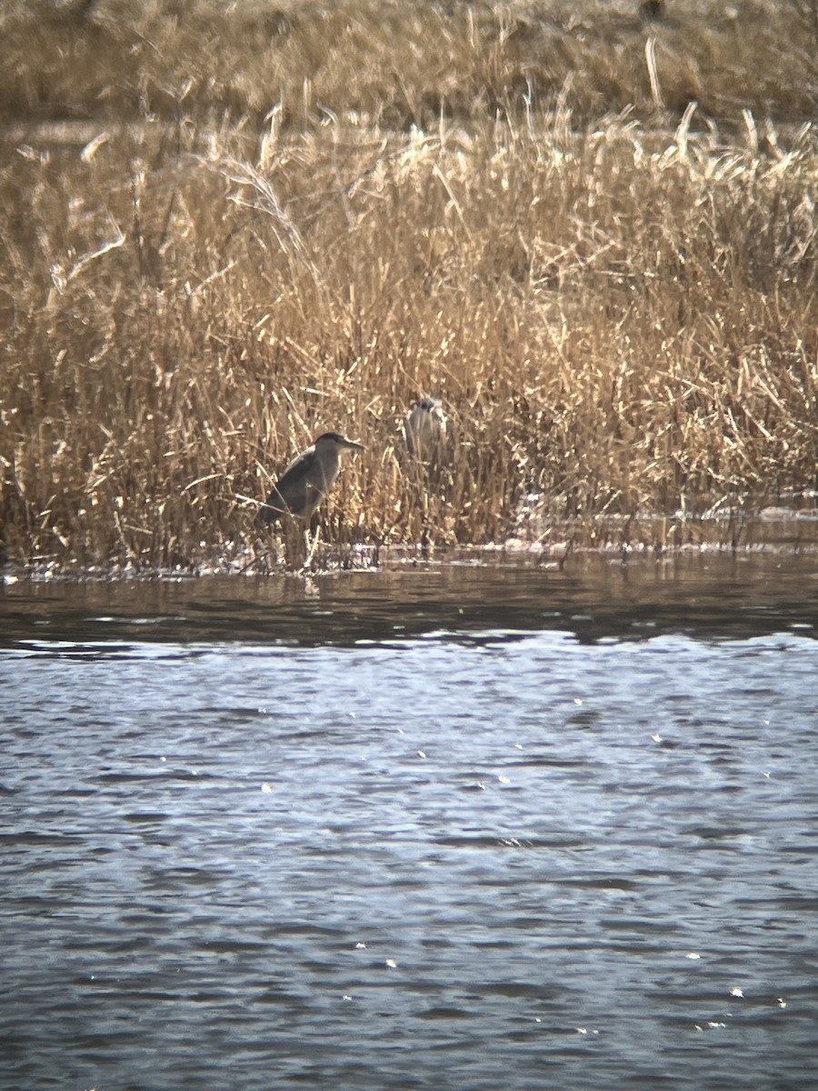 eBird Checklist - 29 Mar 2025 - Big Bear Lake--Grout Bay - 35 species