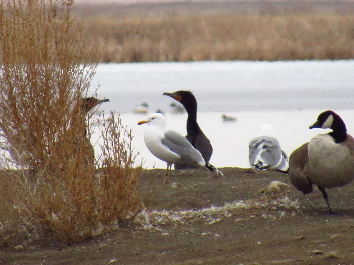 eBird Checklist - 28 Mar 2025 - Frank Lake--NW lookout/blind/outflow ...