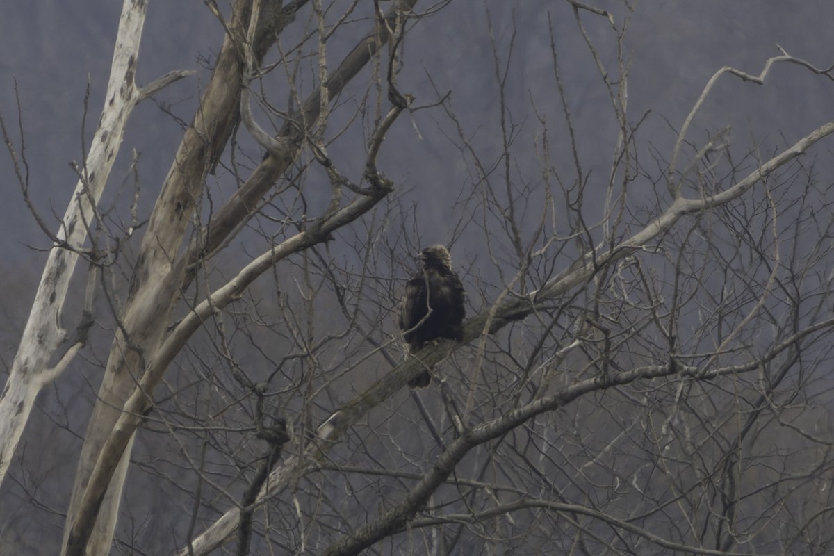 eBird Checklist - 29 Mar 2025 - Prairie Lane Park - 8 species