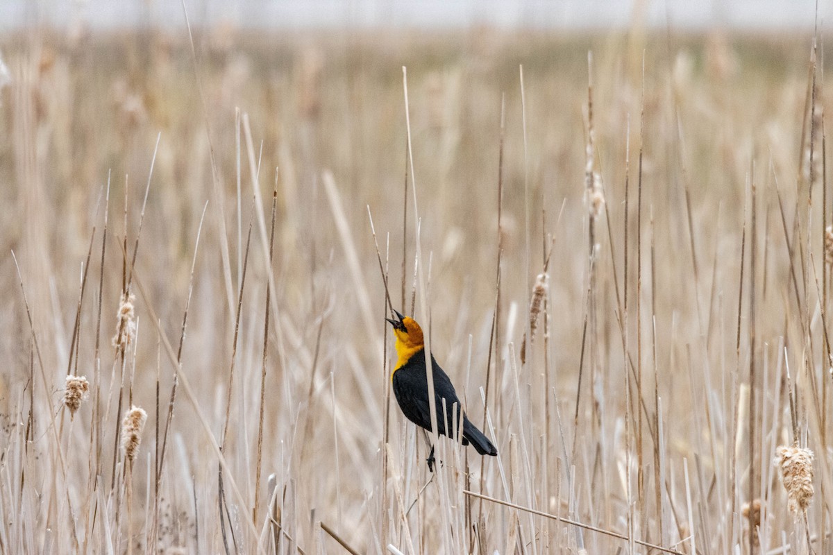 ML632867319 - Yellow-headed Blackbird - Macaulay Library