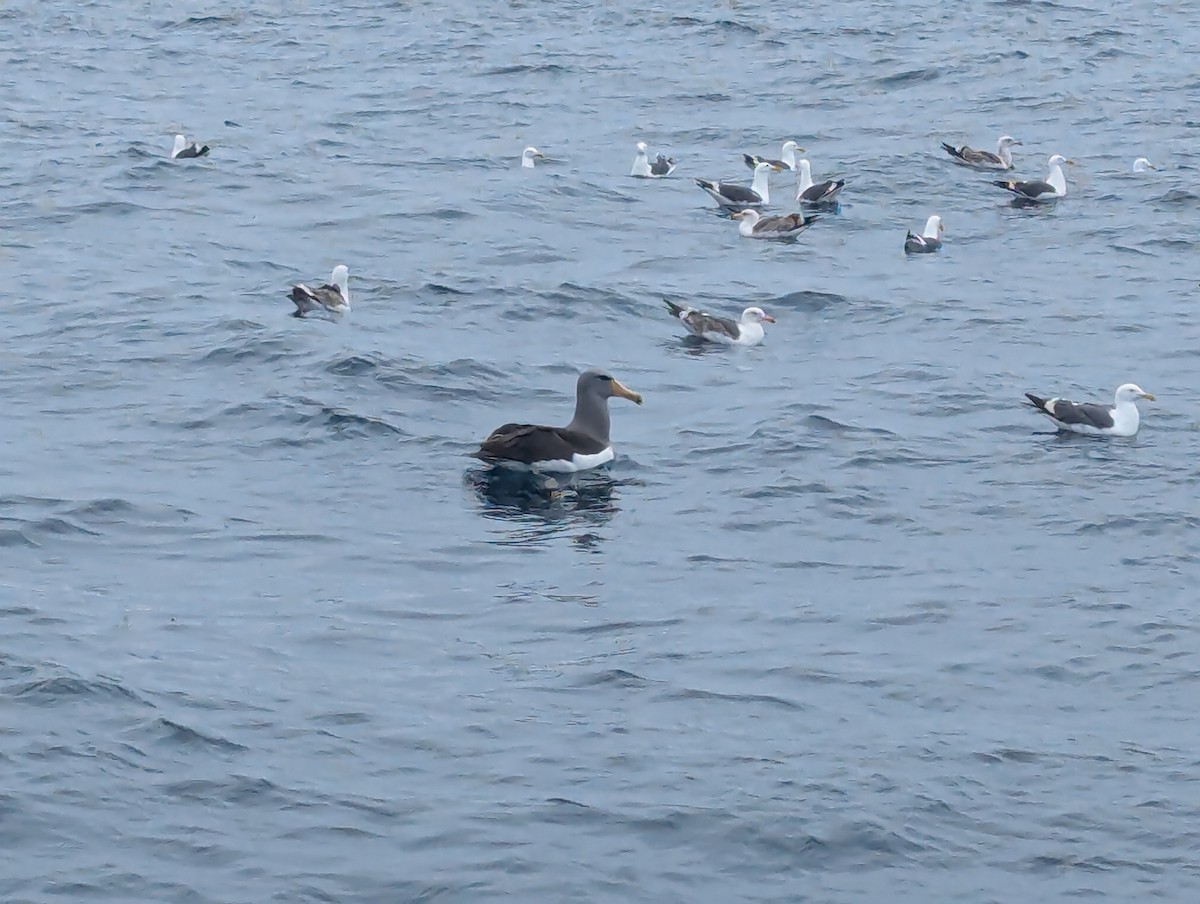 eBird Checklist - 25 Mar 2025 - Tanner Bank (VEN Co.) - 1 species