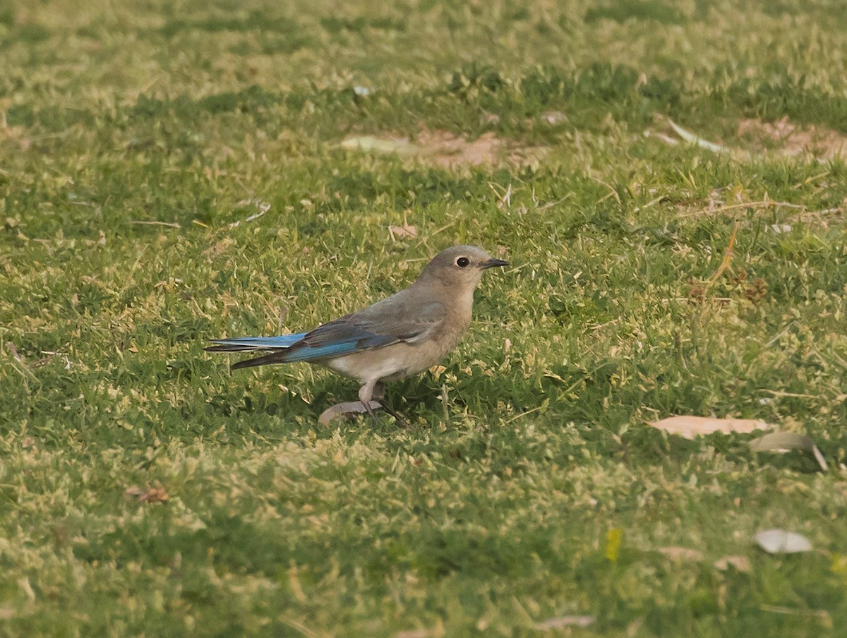 eBird Checklist - 29 Mar 2025 - Ajo Community Golf Course - 42 species