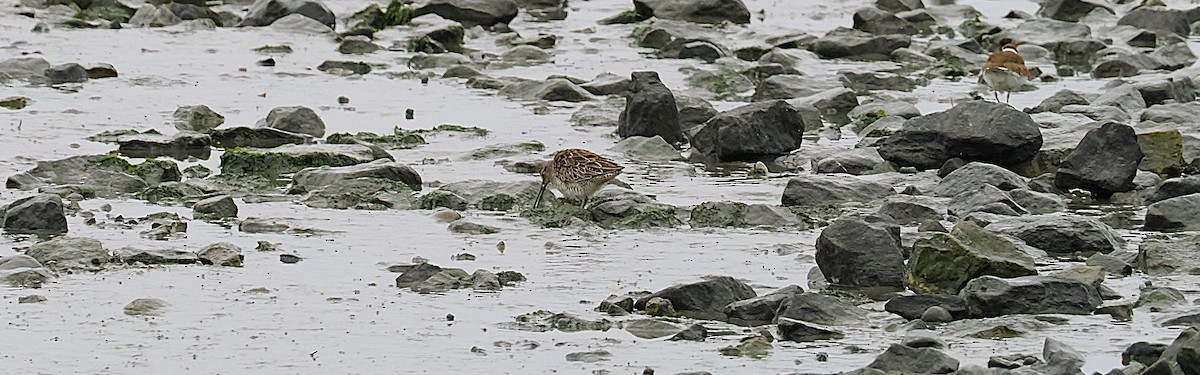 eBird Checklist - 29 Mar 2025 - Wharton Point, Brunswick - 35 species ...