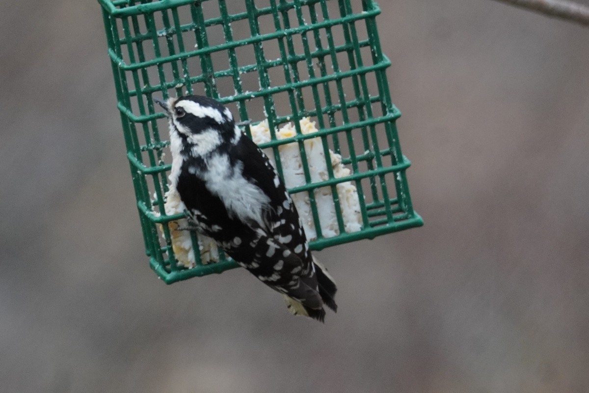 eBird Checklist - 29 Mar 2025 - Waneka Lake/Greenlee Preserve - 17 species