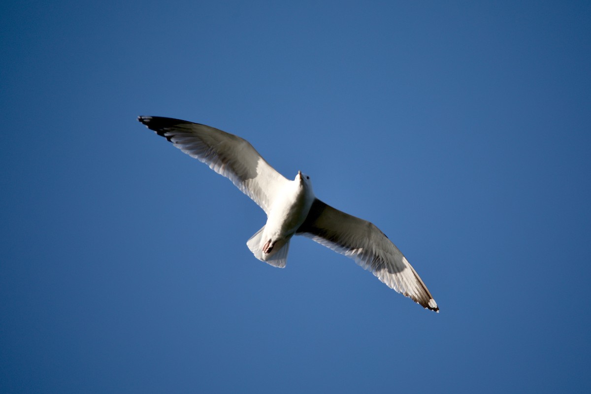 eBird Checklist - 29 Mar 2025 - 潮白河俸伯段 (Chaobai River - Fengbo Section ...