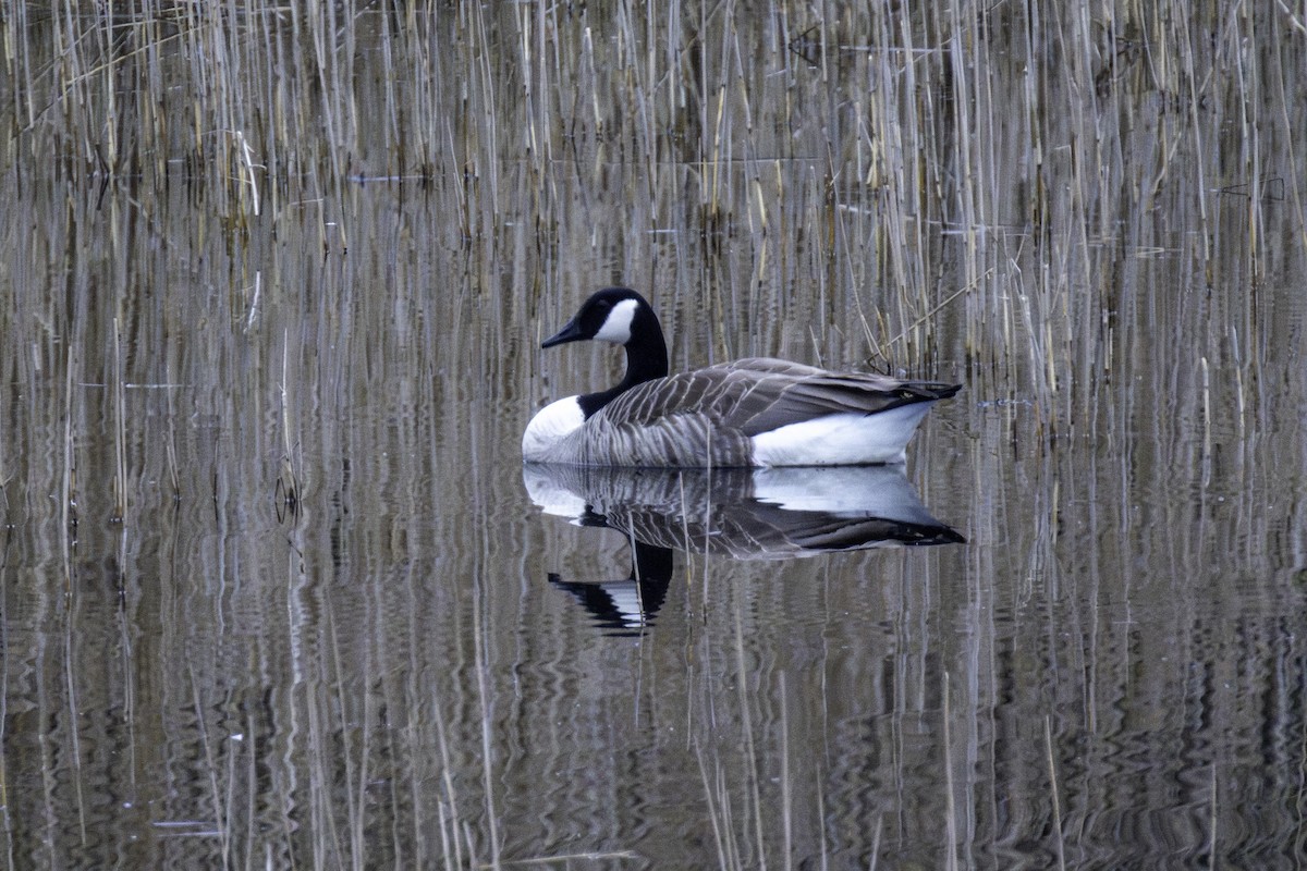 eBird Checklist - 26 Mar 2025 - Marazion Marsh RSPB Reserve - 21 ...