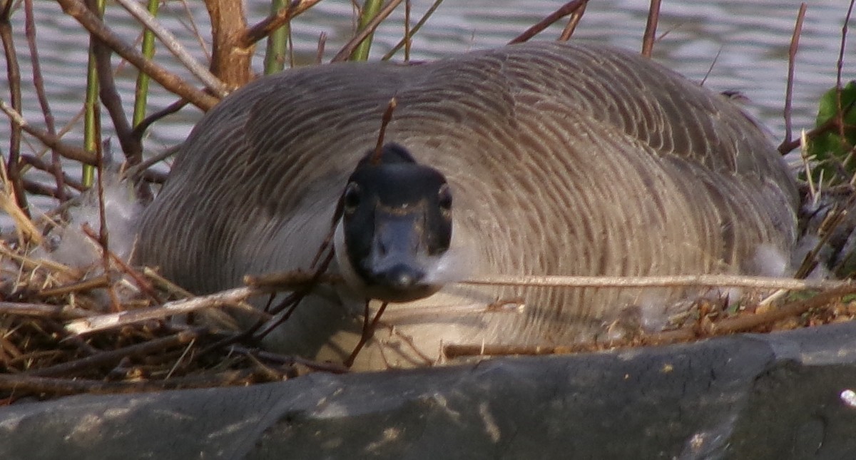 eBird Checklist - 30 Mar 2025 - Frank Lyne's Farm (Private) stakeout ...