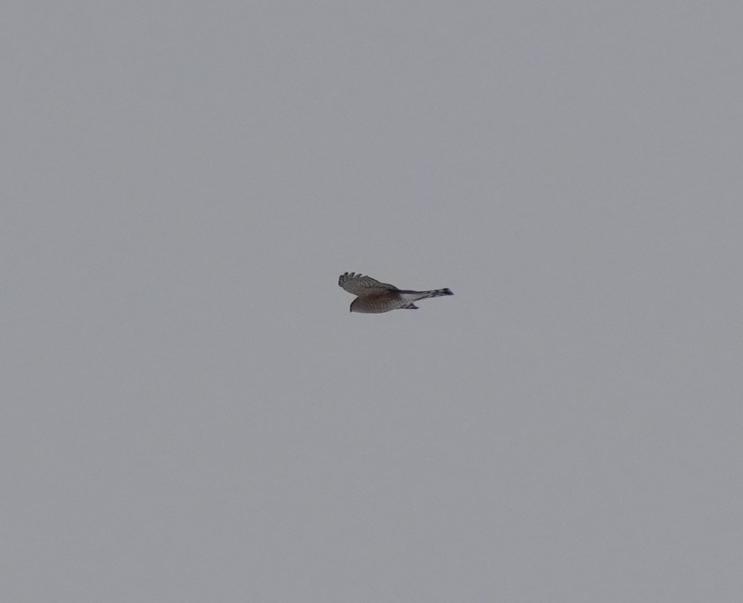 eBird Checklist - 29 Mar 2025 - Alta Ski Area - 9 species (+1 other taxa)