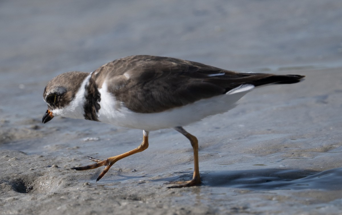 eBird Checklist - 30 Mar 2025 - Marco Island--Tiger Tail Beach - 8 species