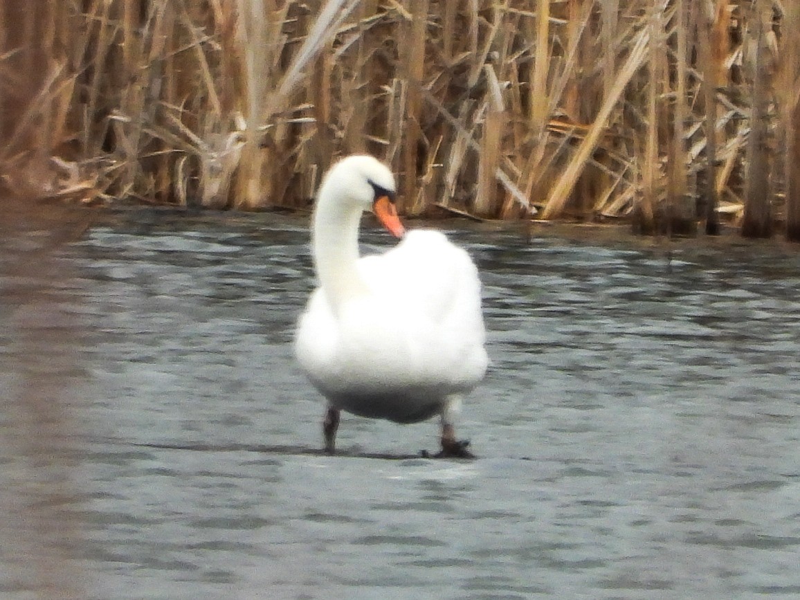 eBird Checklist - 30 Mar 2025 - Fermilab (DuPage Co.) - 30 species